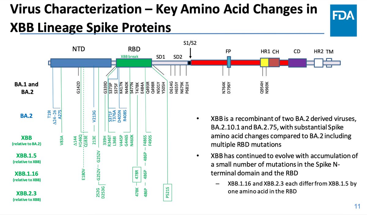 Eric Topol on Twitter: "Good FDA slide showing different mutations for the main XBB variants"