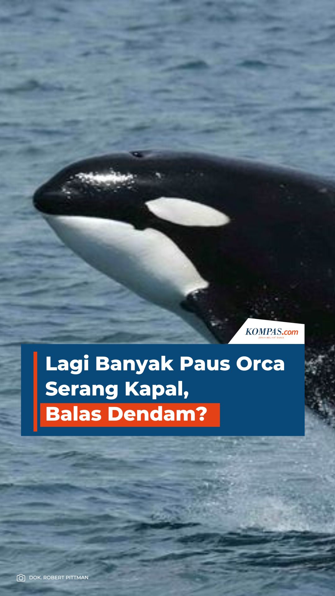 Paus Orca Vs Megalodon