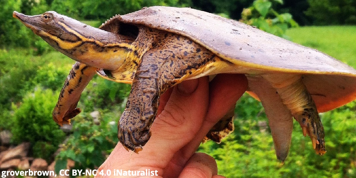 World Record Softshell Turtle