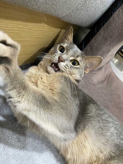 あまつまりな (@R_Ap8_) さんのコスプレ作品まとめ (1,017 件) - Twoucan