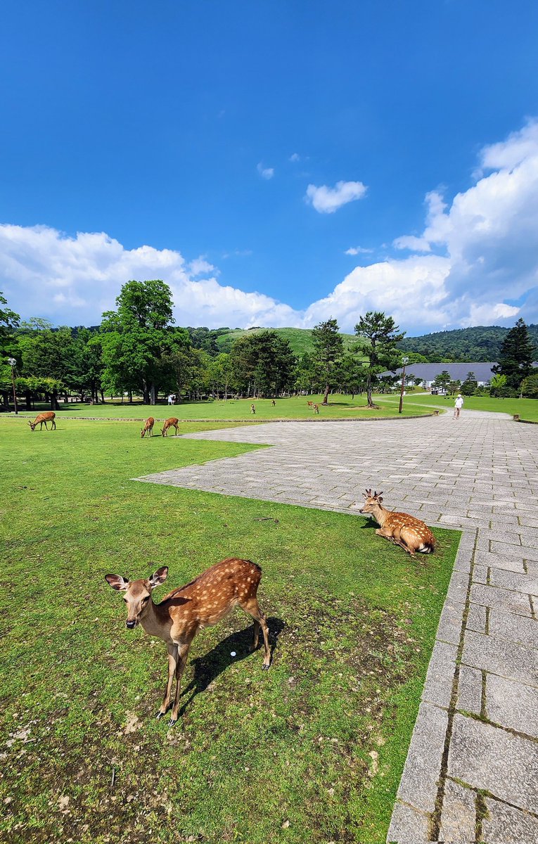 Ryo Suzuki(@Reputeless) - Twilog