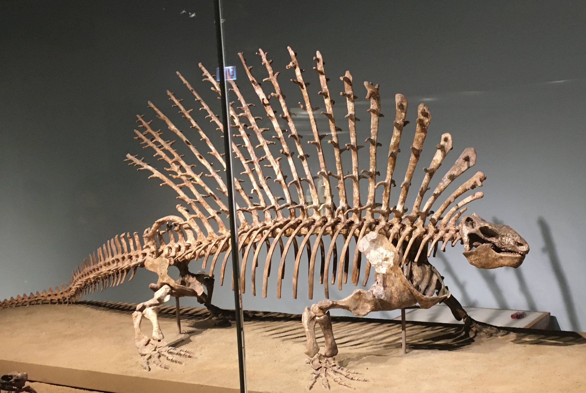 Edaphosaurus Skull