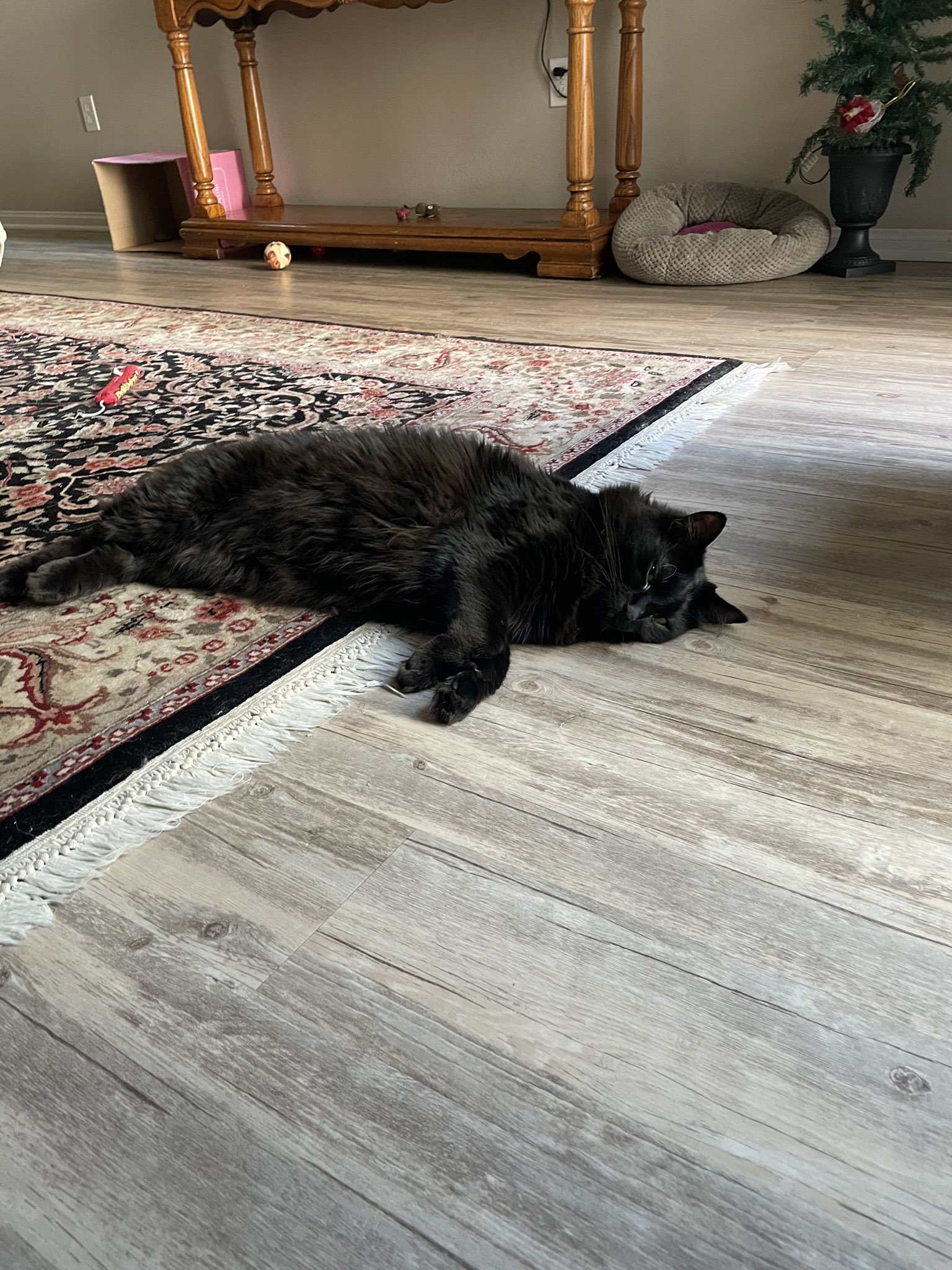 TW Pornstars - Lizzy Borden 🔮. Twitter. Mood 😻 Vamp the vampire cat is ...