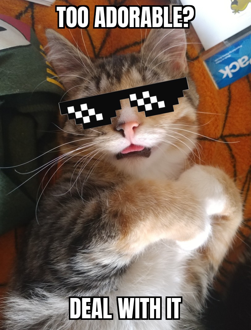 Deal With It Cat Meme