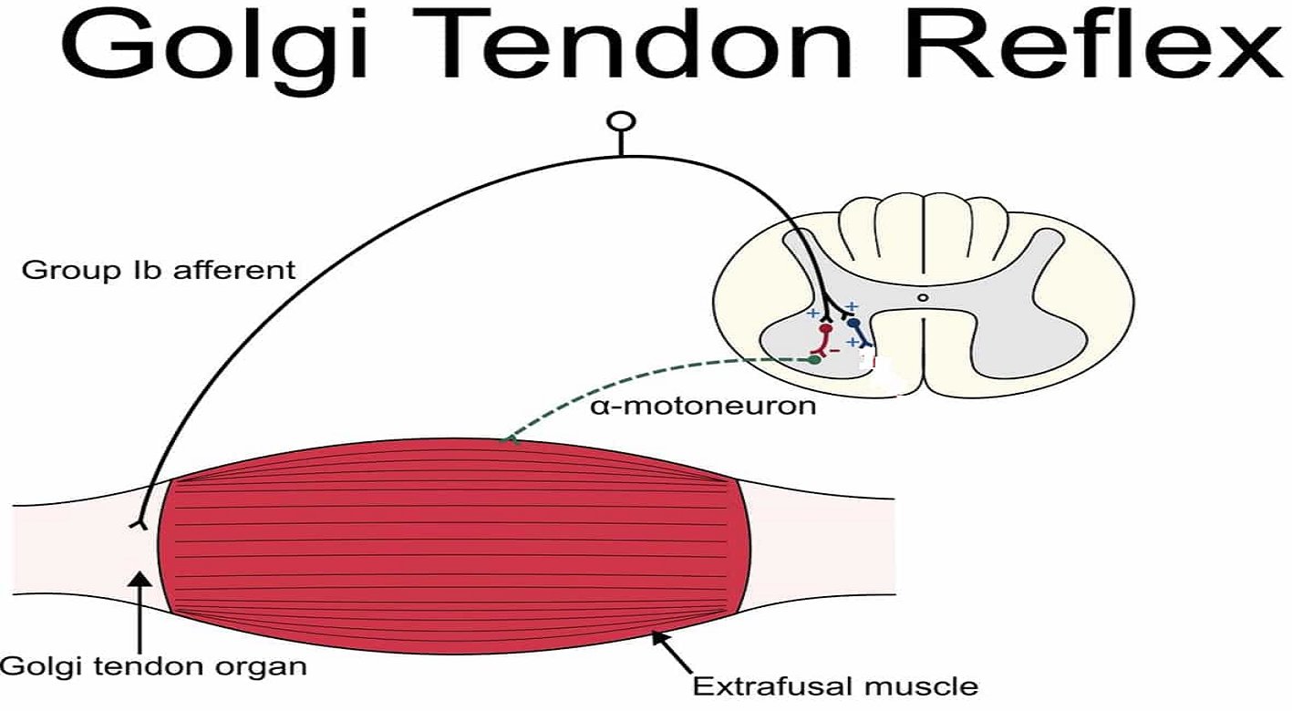 Golgi Tendon Organ