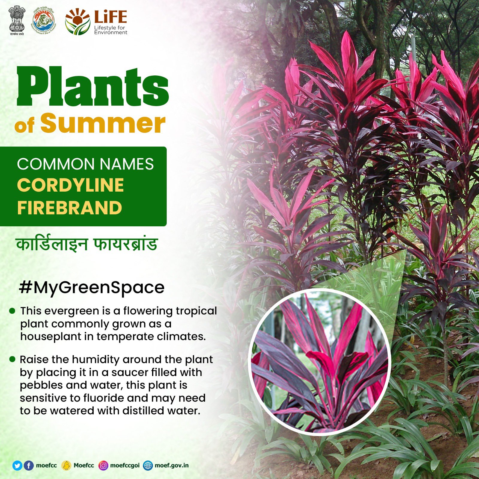 Tropical Plants Names