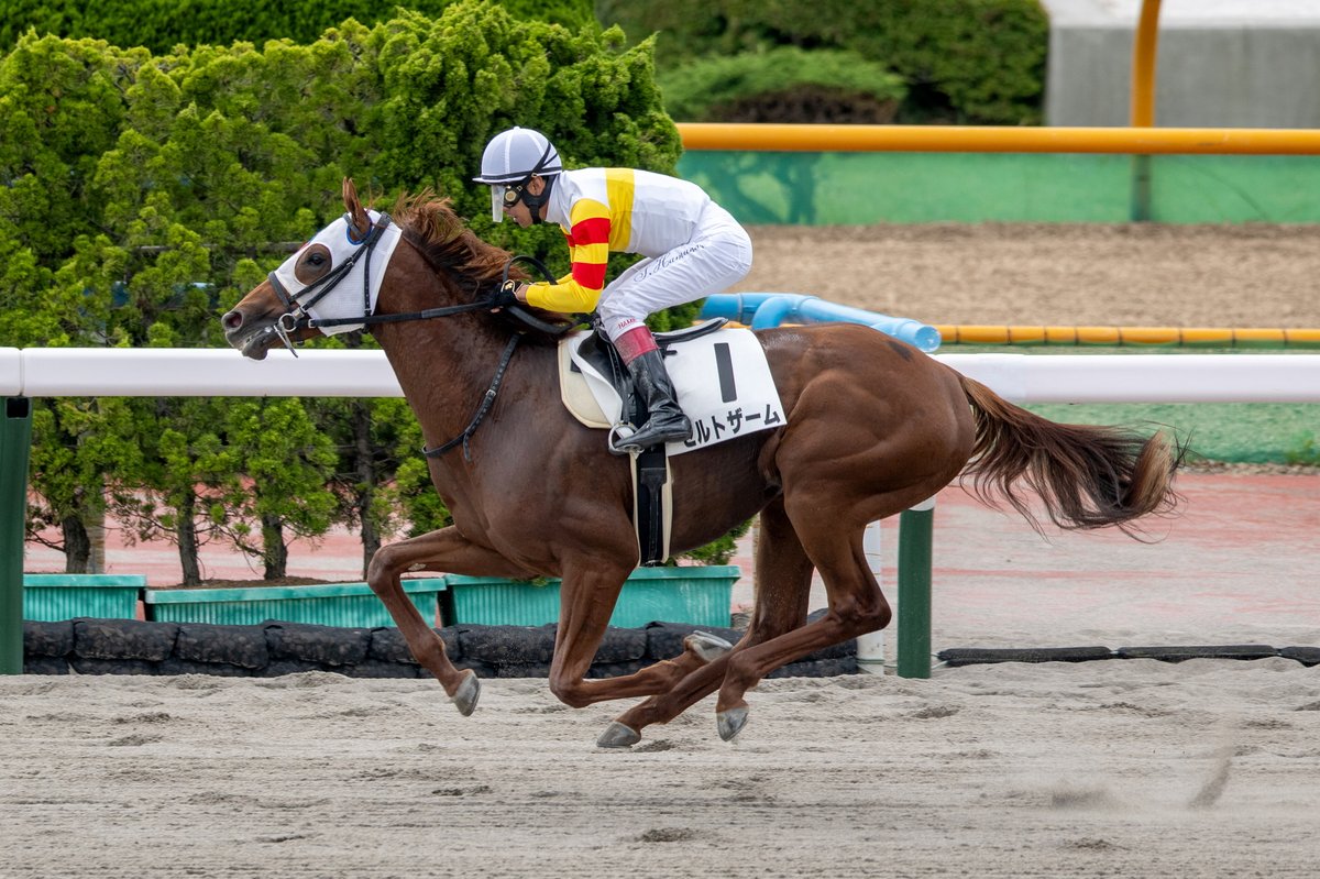 netkeiba on Twitter: "【函館 2歳新馬】 5R #コルルディ 芝1200 父ダノンシャンティ 母ハイヨーシルバー #鮫島克駿 騎手はJRA通算400勝達成。生産者のU・M ...