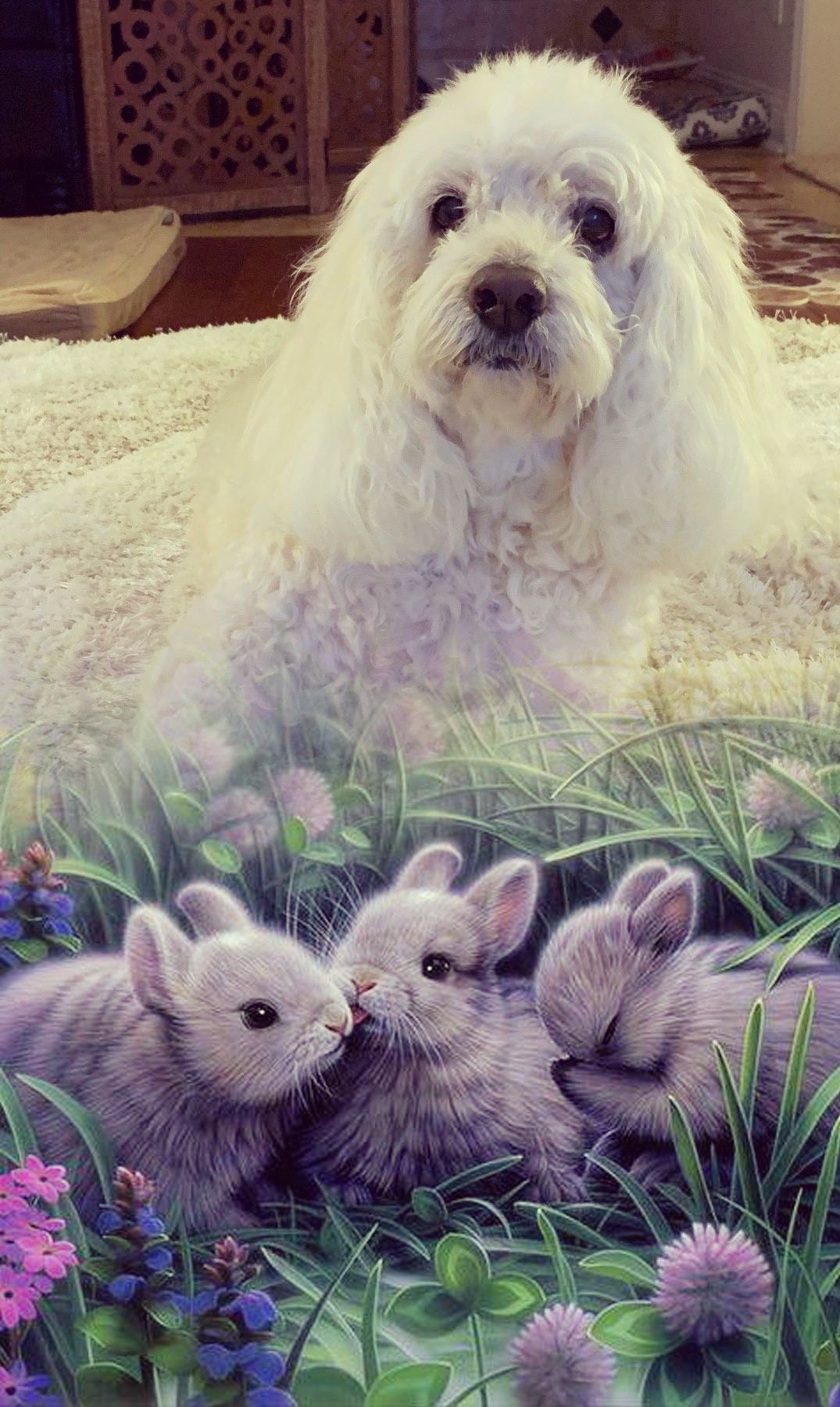 Neva Ciftcioglu Banes on Twitter: "@Phil_Sledge Here is my angel... Biko! Missing him everyday ...