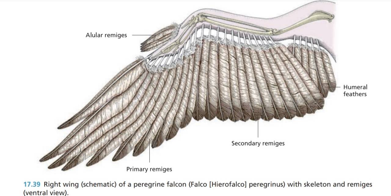 Falcon Wing Anatomy