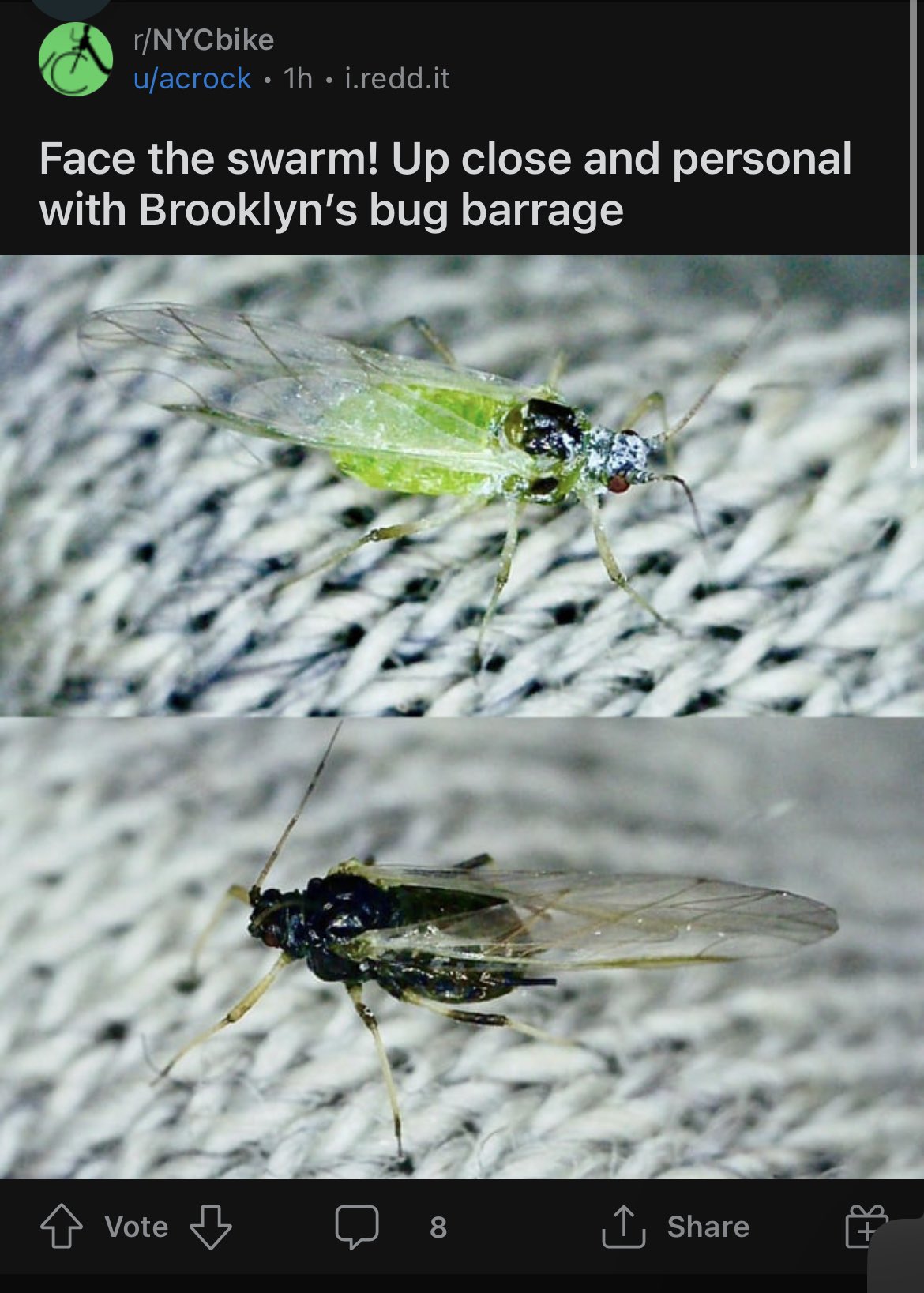 Green Insects That Swarm