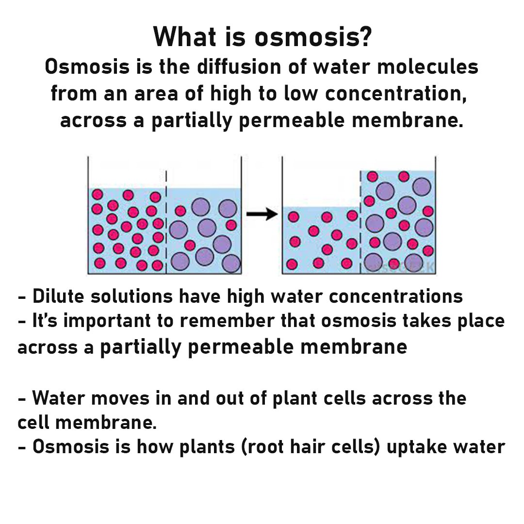 What Is Osmosis? Definition, Types, Osmotic Pressure, 49% OFF What Is Osmosis? Definition, Types, Osmotic Pressure, 49% OFF