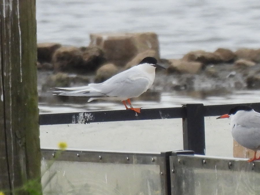 Ian Forrest on Twitter: "Roseate Tern -am- main lake @RSPBSaltholme @teesbirds1 https://t.co ...
