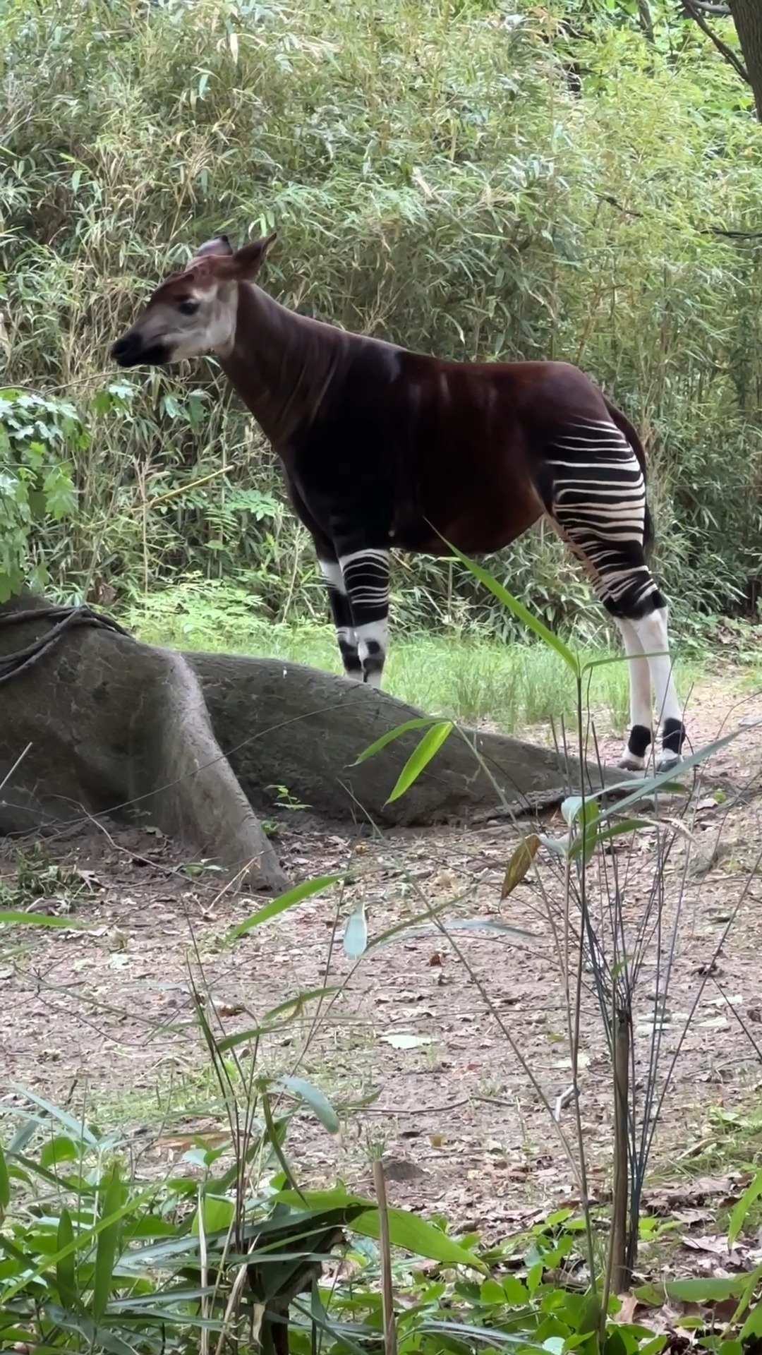 Bronx Zoo Okapi