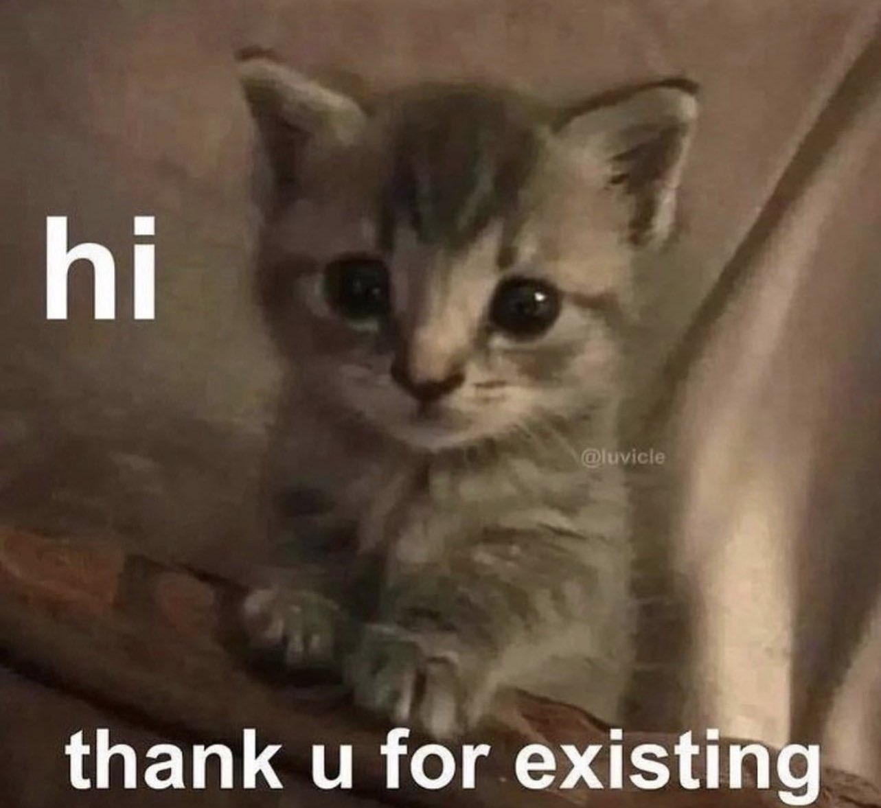 Thank You Kitten Meme