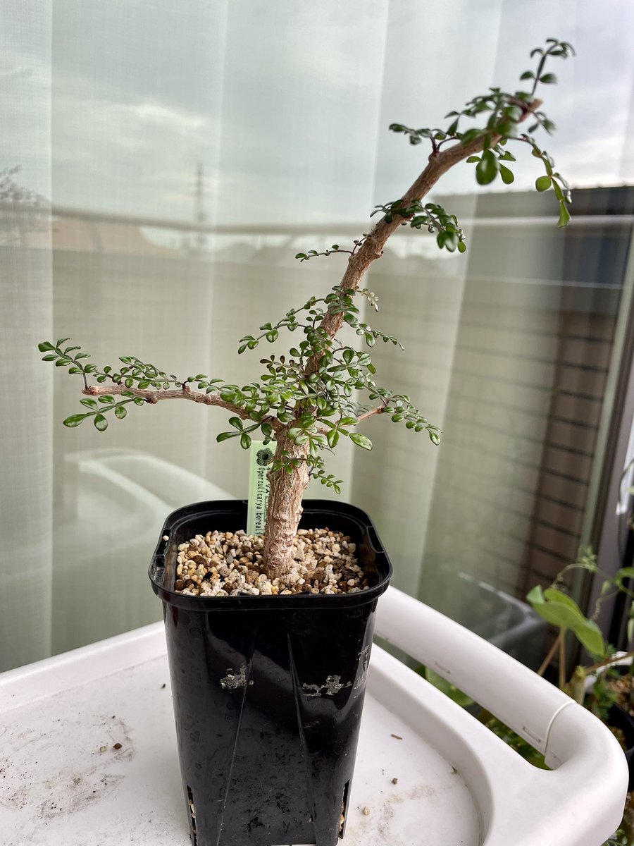 「ダンパチ20『成人』／女子公演シリーズ『男ZERO0〜オトコ・ゼロ』／新人公演「あなたはだあれ？」」の観たい！クチコミ一覧 | 演劇･ミュージカル等のクチコミ＆チケット予約★CoRich舞台芸術！