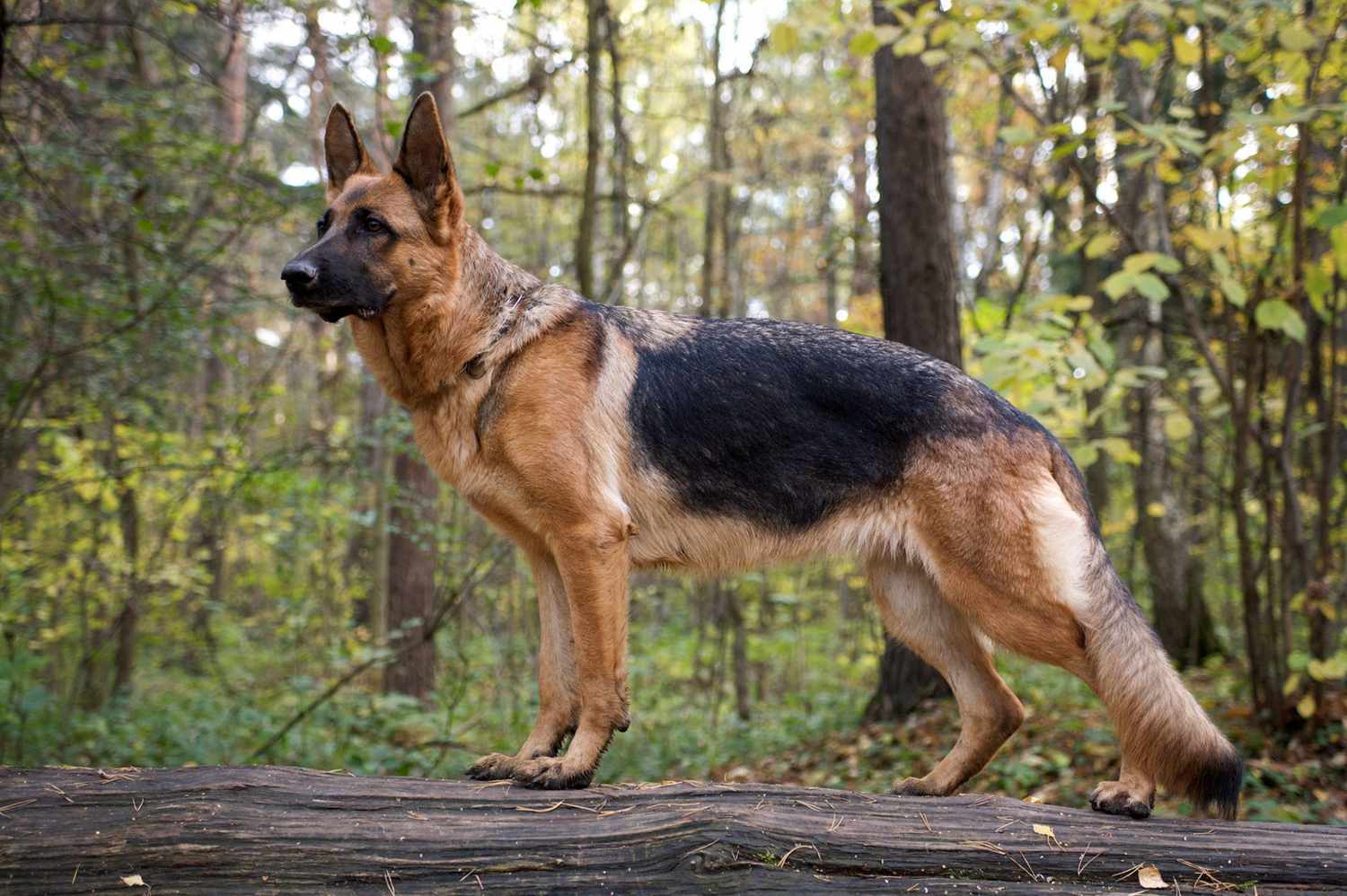 Muscular German Shepherd