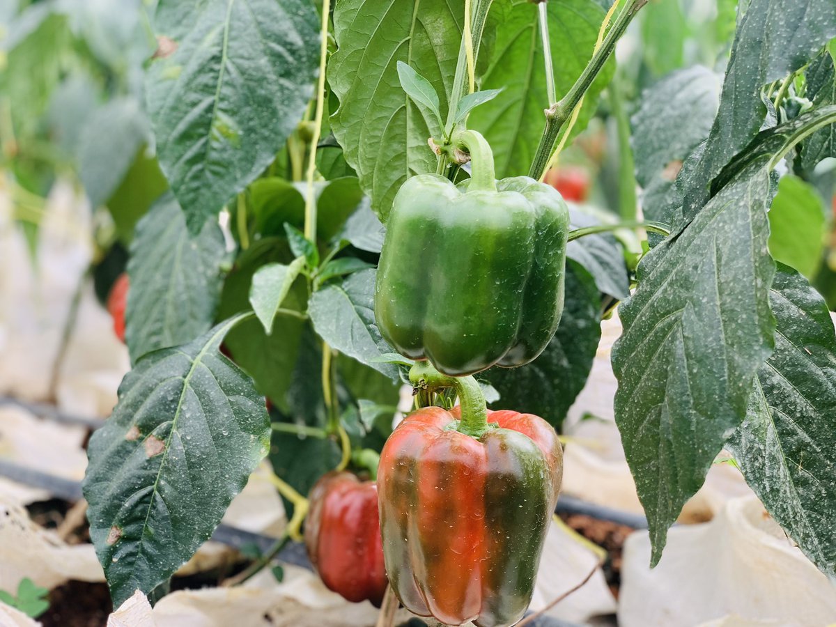 Today I had an incredible farm visit at RWANDA BEST FARM which ...