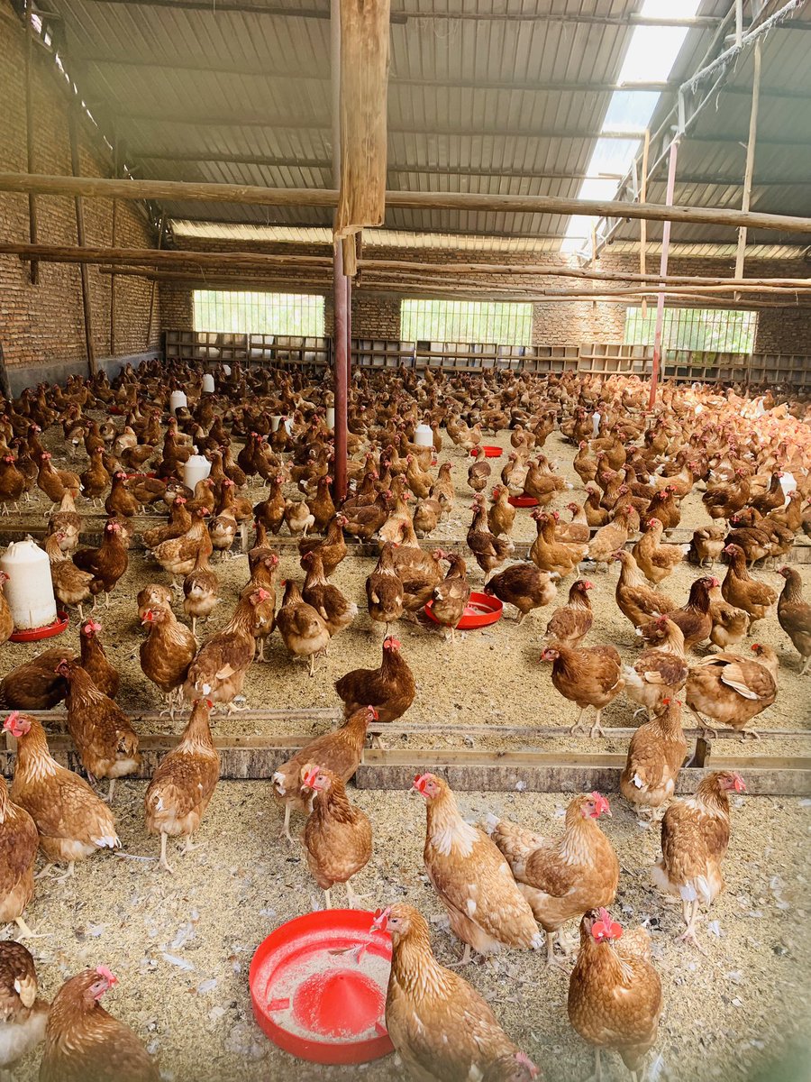 Today I had an incredible farm visit at RWANDA BEST FARM which ...