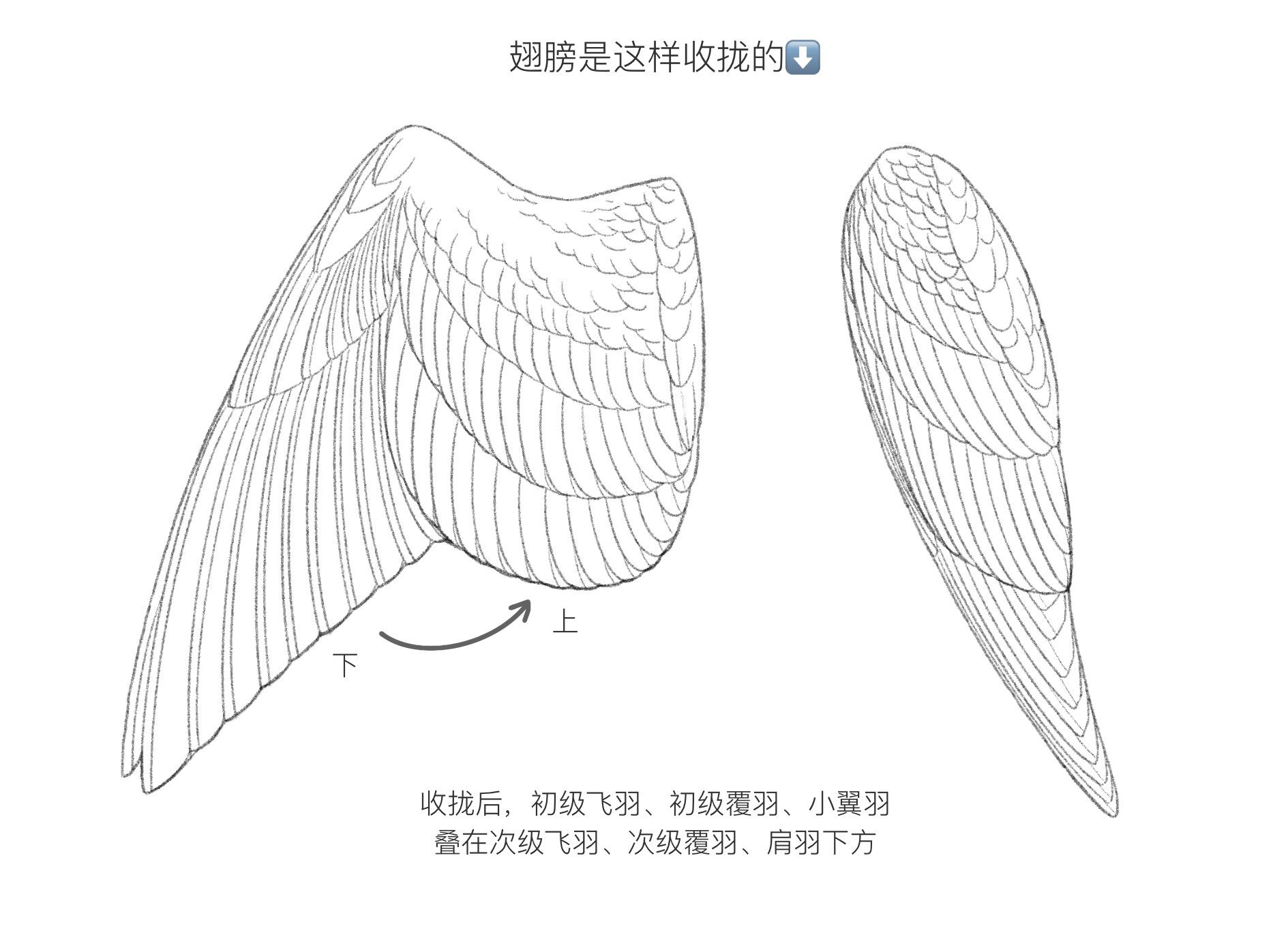 Bird Wings Folded Side View