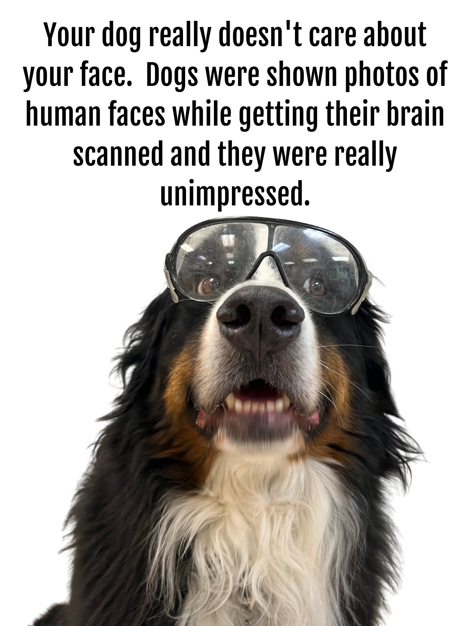 Unimpressed Dog Face