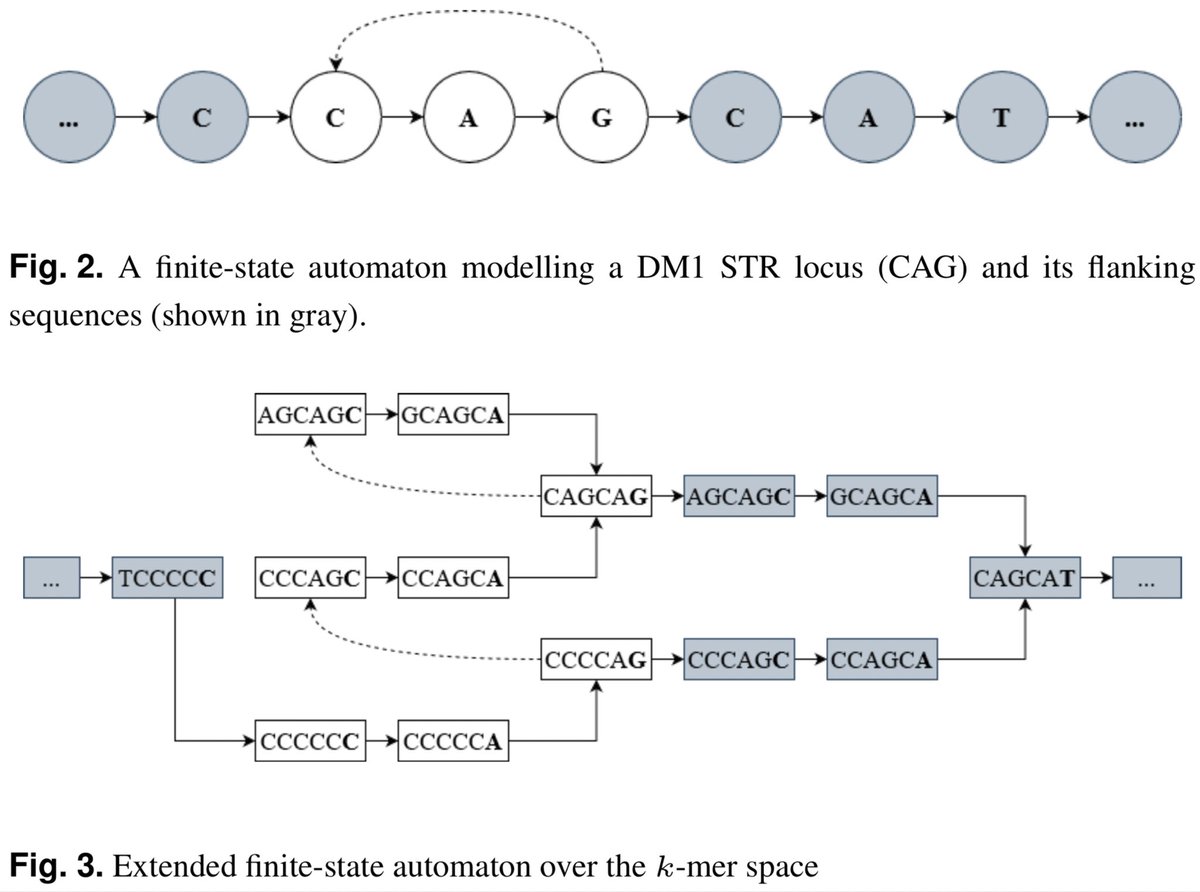 antisense. on Twitter: "WarpSTR: Determining tandem repeat lengths using raw nanopore signals ...