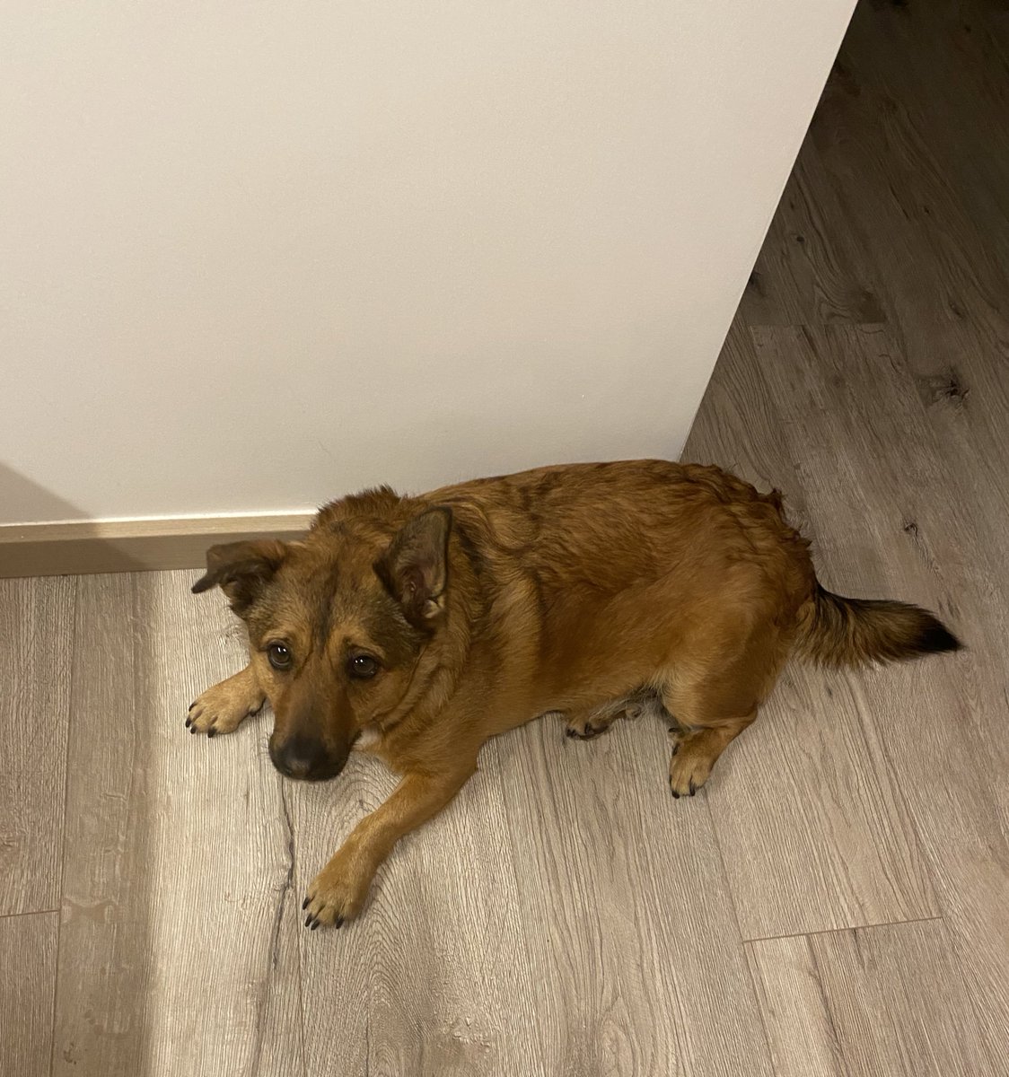 Poki-san on Twitter: "Sunītis tagad dzīvo citur. Saimniece paņēma Sunīša gultu, garšīgos un pašu ...