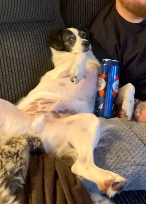 𝙲𝙾𝙼𝙿-𝟹 𝙸𝙽𝚃𝙴𝚁𝙰𝙲𝚃𝙸𝚅𝙴 🐷 on Twitter: "Just having a beer with da bois https://t.co/dgpS8irnmC" / Twitter