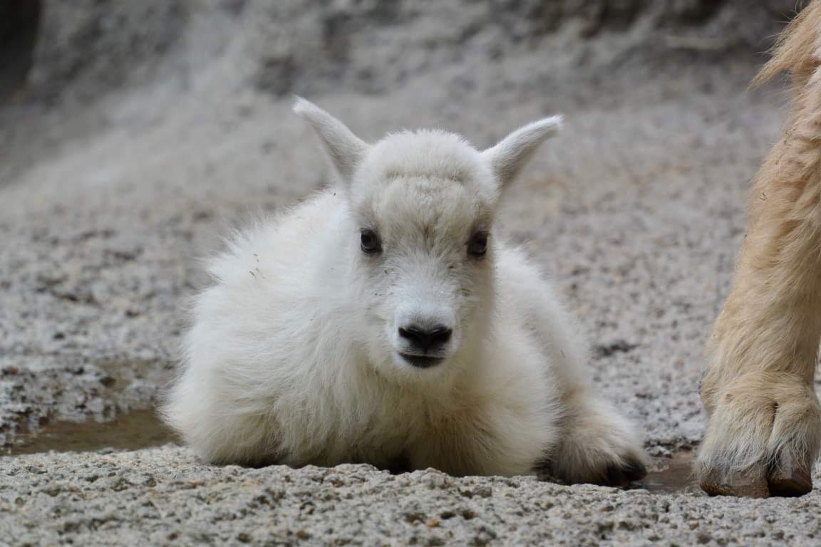 Cute Baby Mountain Goat