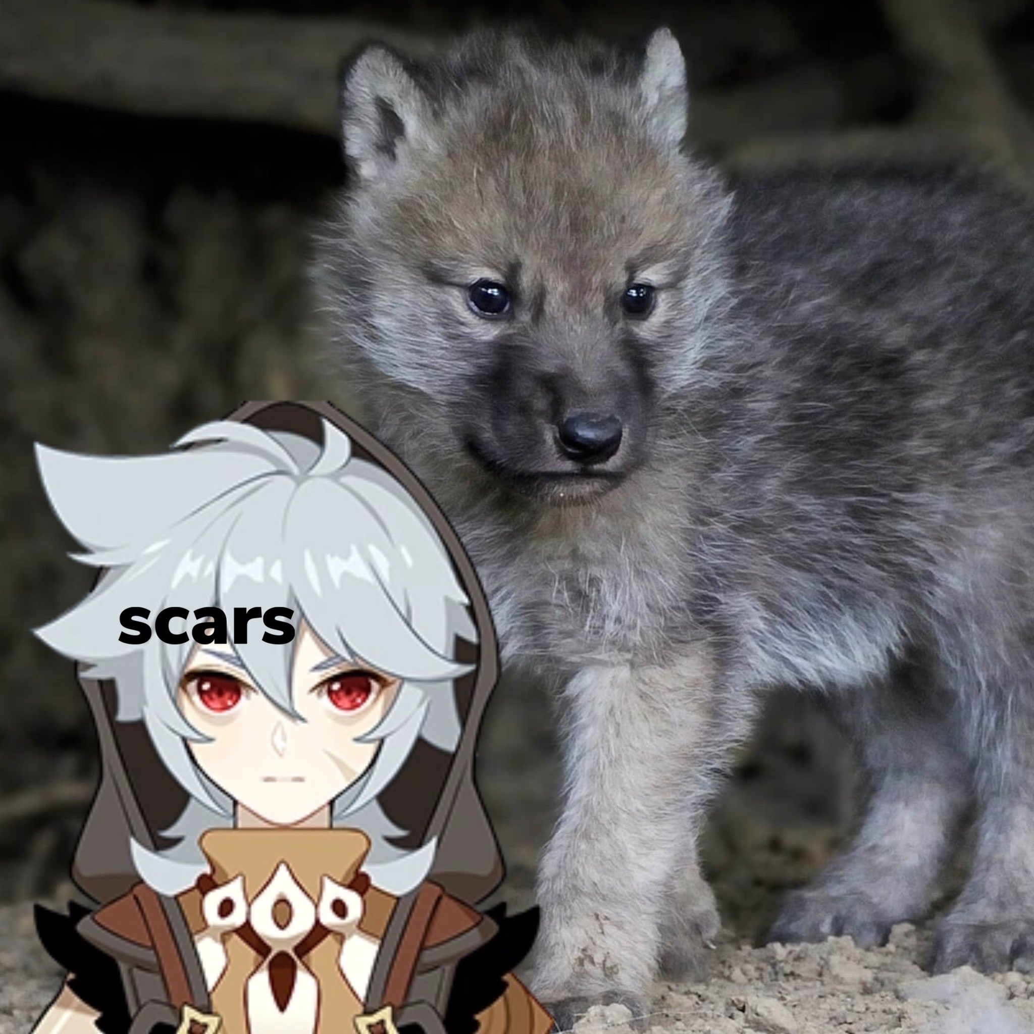 Mean Wolf Cartoon Face
