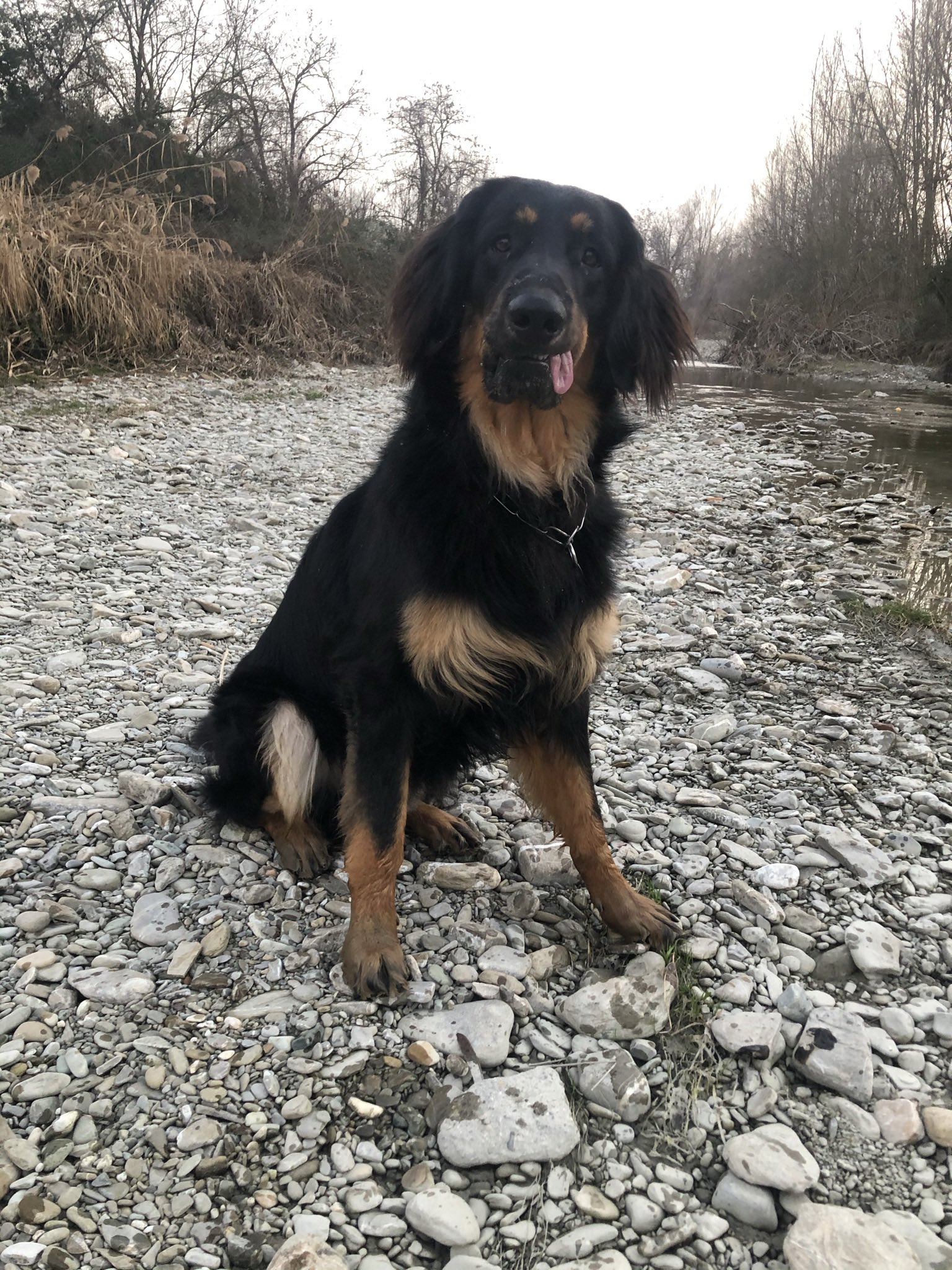 Gordon Setter Golden Retriever Mix