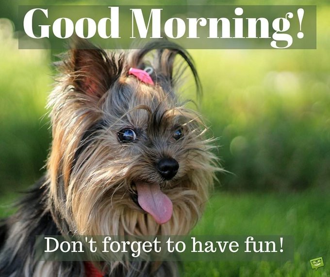 Funny Good Morning Animals