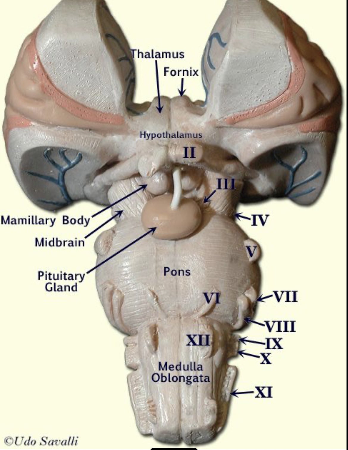 Brain Stem Model Labeled