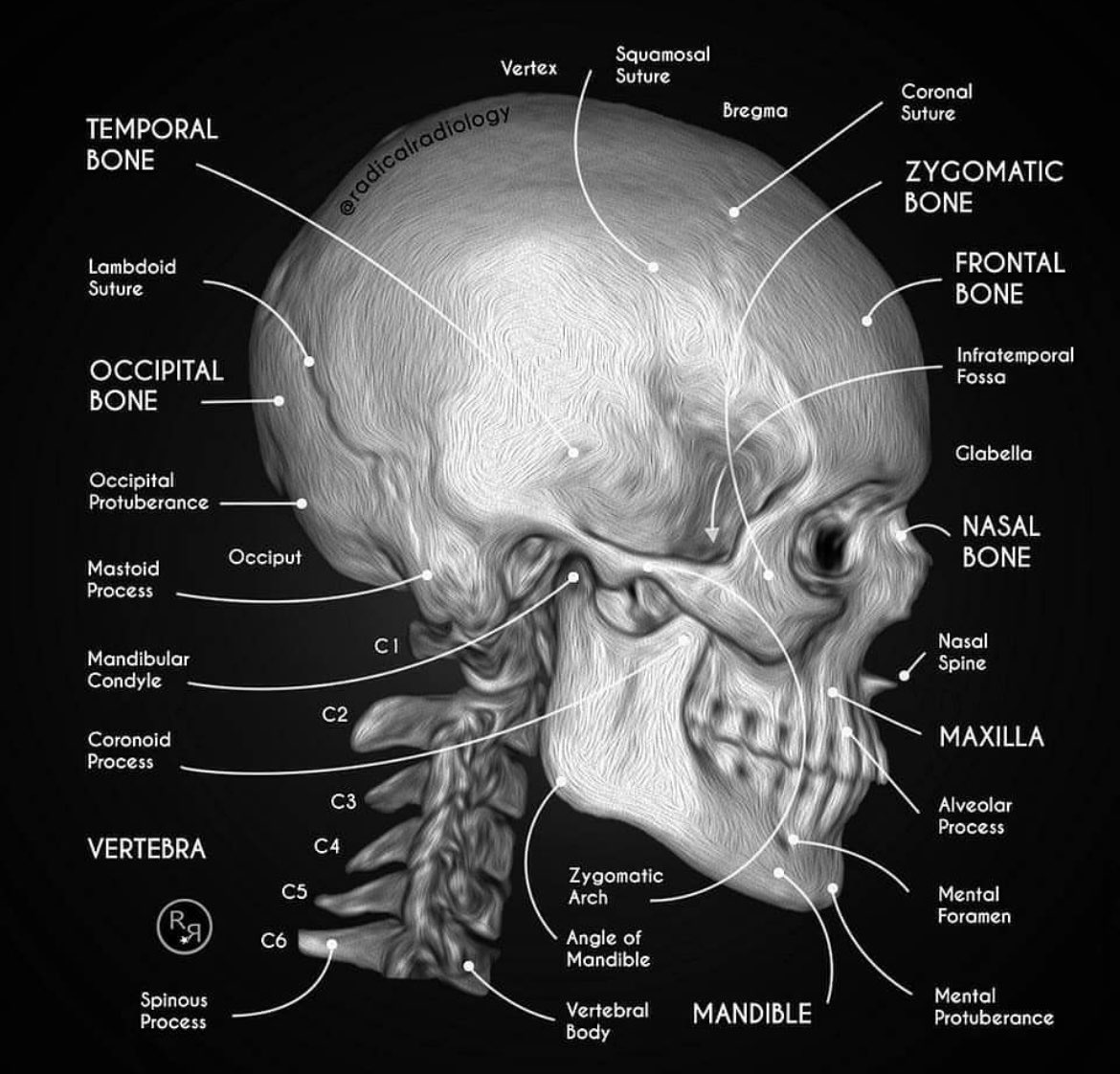 Skull X Ray Anatomy