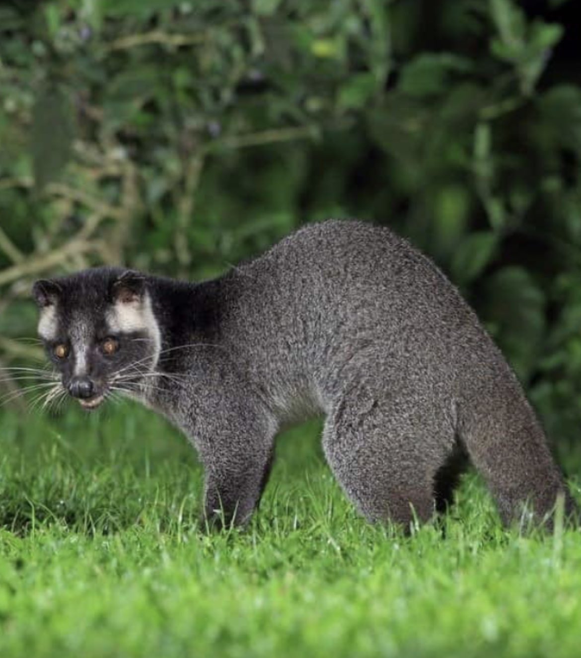 Himalayan Palm Civet