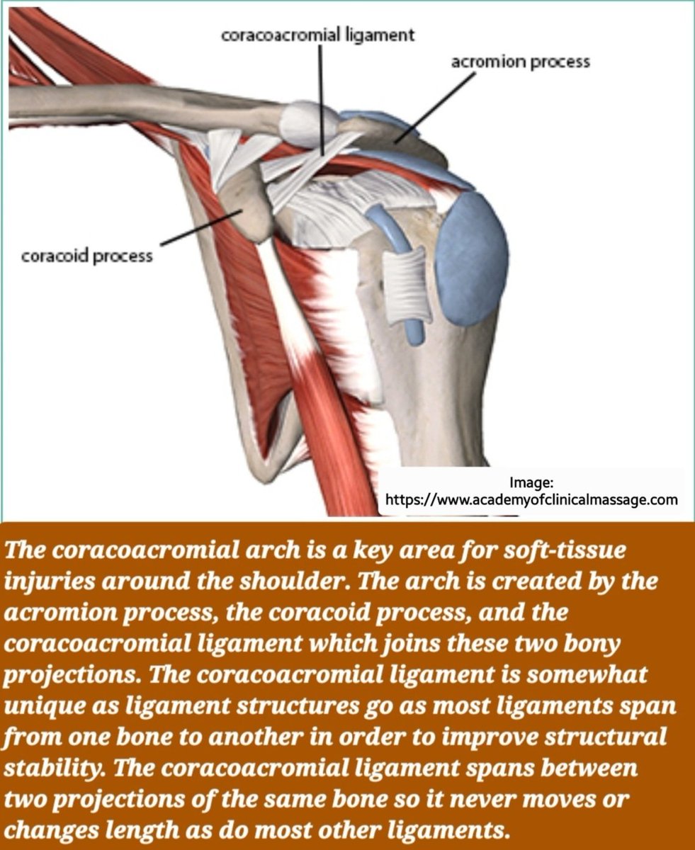 Coracohumeral Ligament