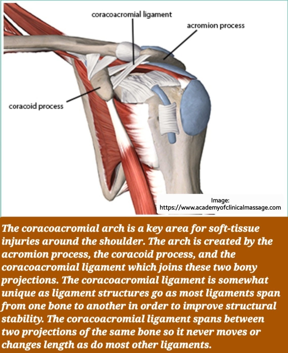 Coracoacromial Arch
