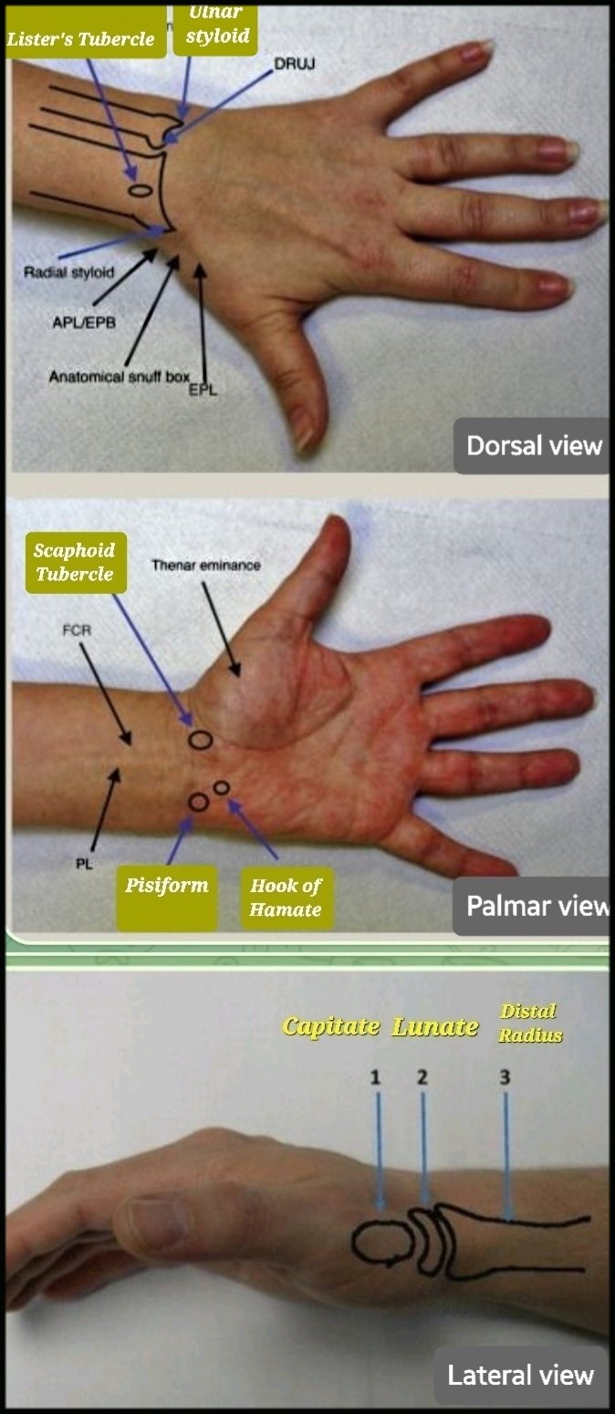 Wrist Surface Anatomy