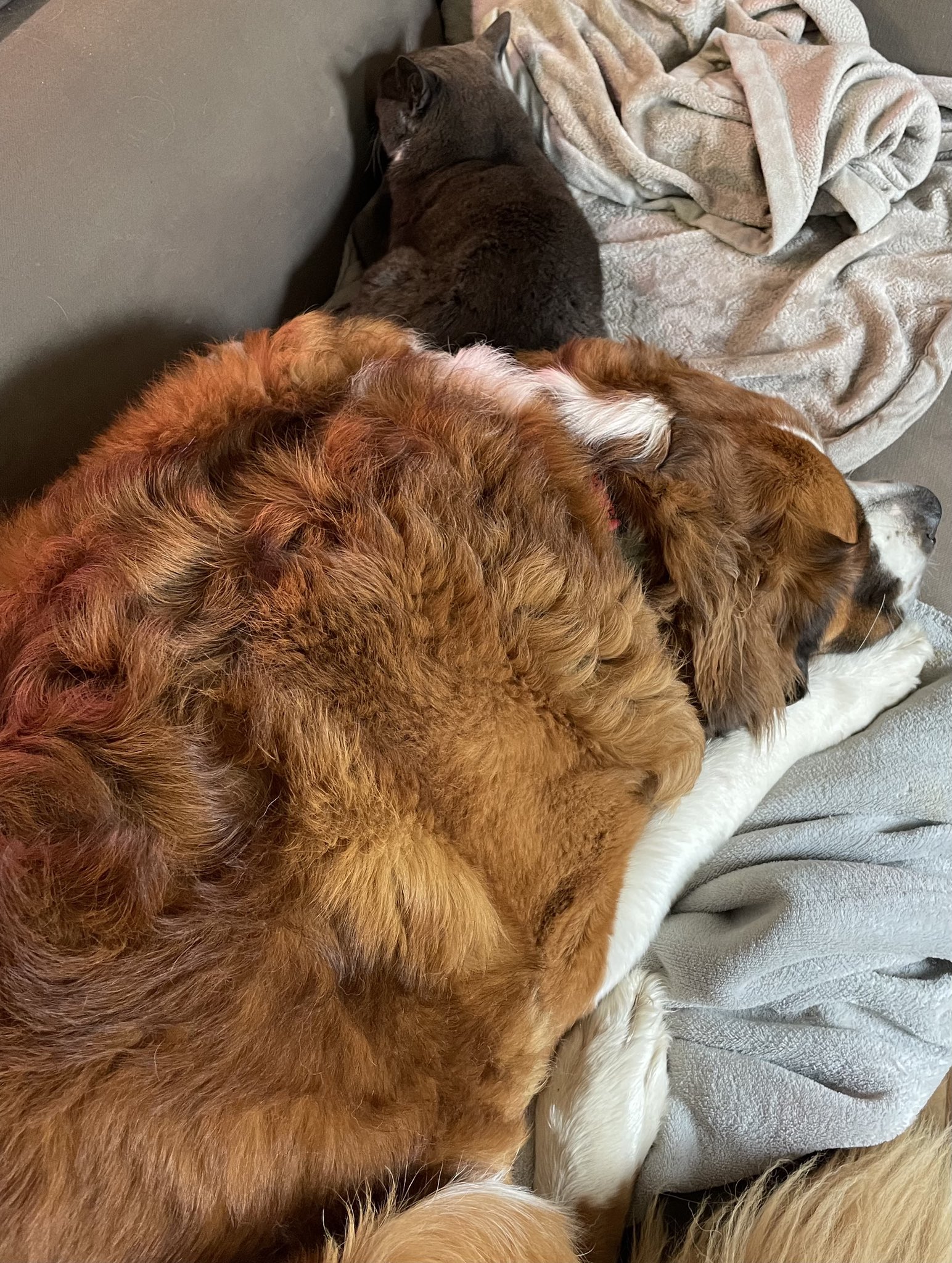 Robyn LeGrow 🫐 on Twitter: "@mynlcorner Spence is missing Briggie so he let his guard down today ...