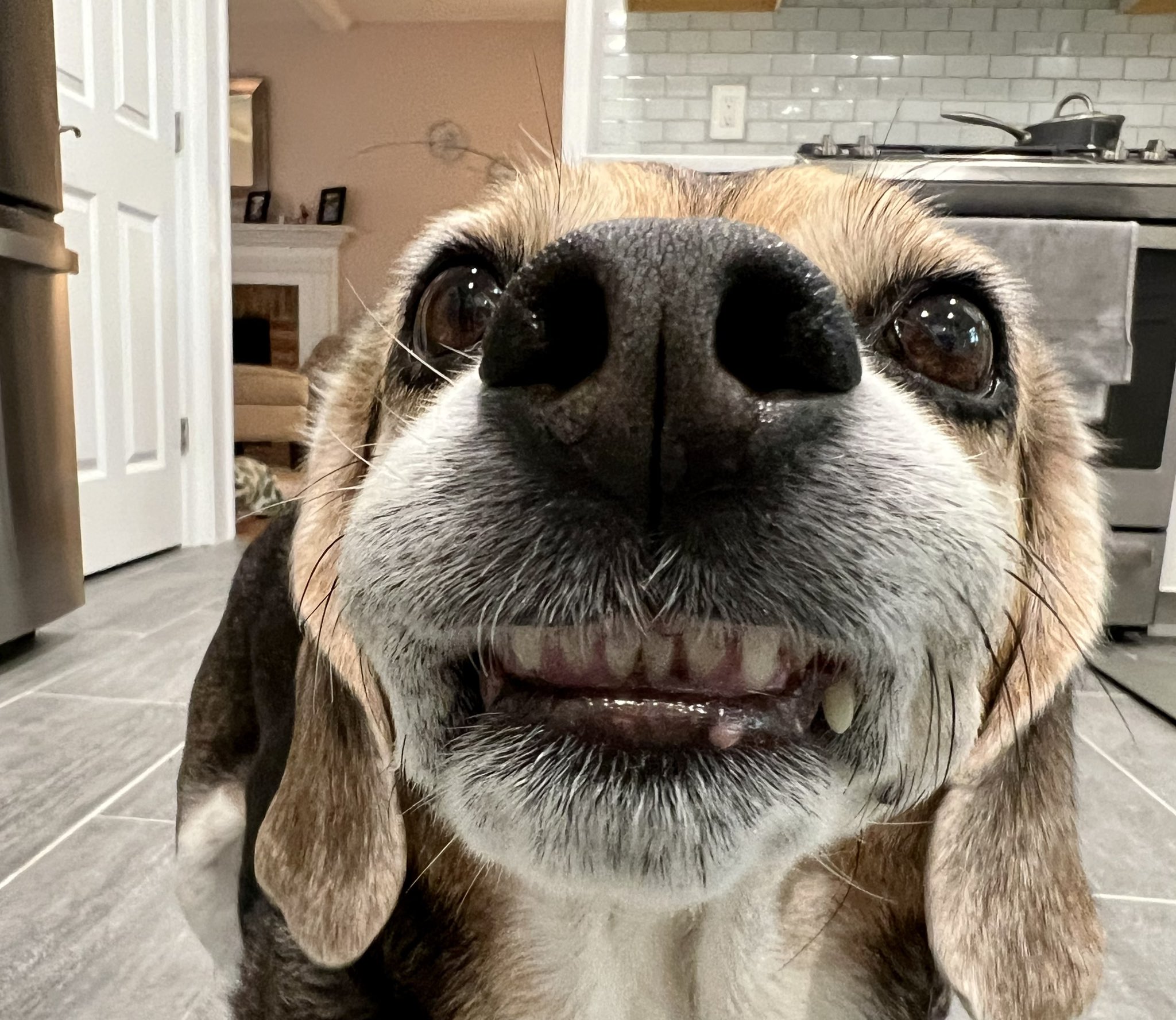 Nigel the Beagle 🇺🇸🇺🇦 on Twitter: "Hey there. https://t.co/49cP0ptujs" / Twitter