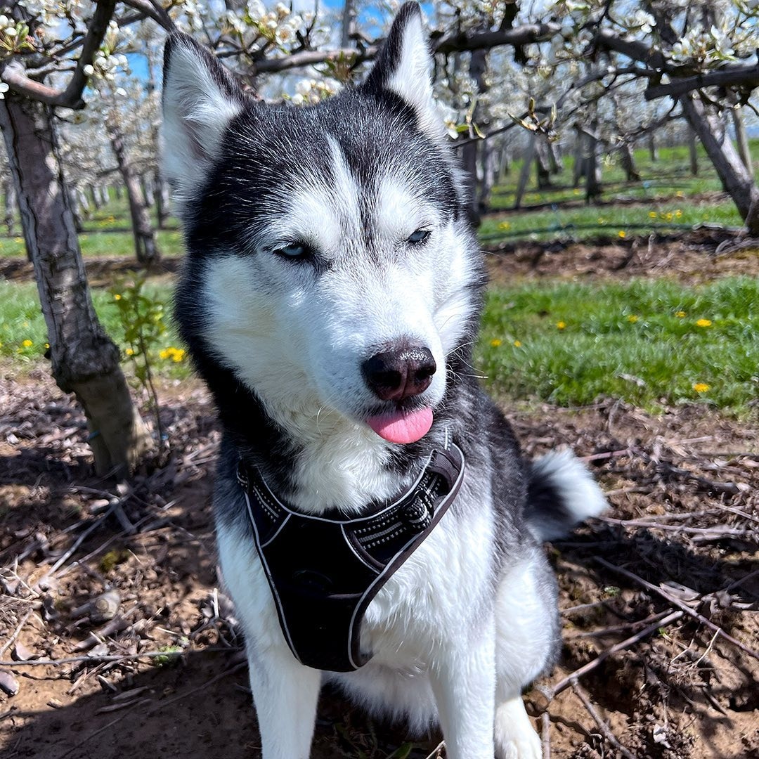 husky lover (@huskymafiagang) / Twitter