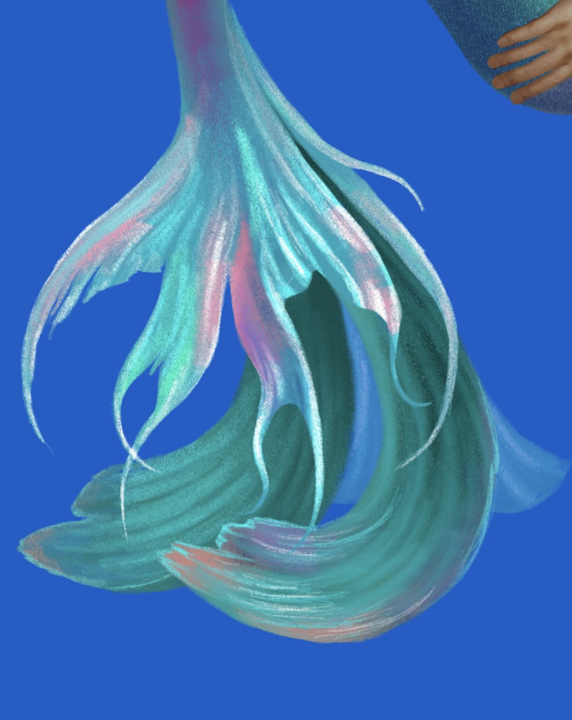 Little Mermaid Tail Drawing Mermaids – Scott Keenan Illustration