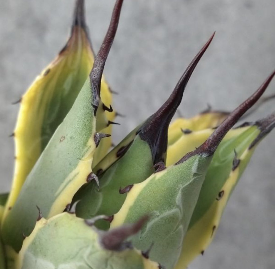 Setagaya plants market🪴 on Twitter: "🪴Yahoo auctions pickup🪴 アガベ アプラナタ クリームスパイク！ このサイズでこのトップは血統 ...