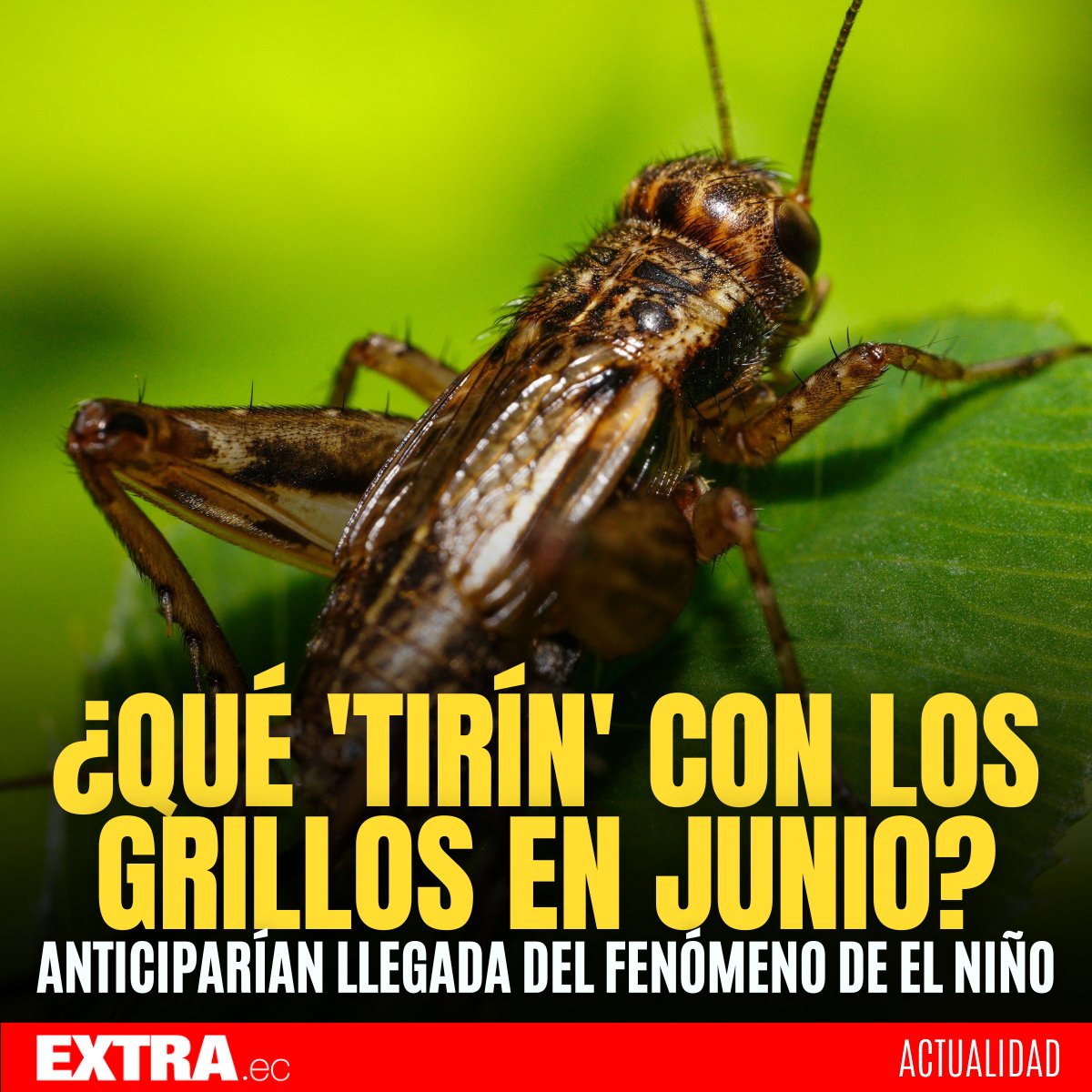Los Grillos Memes The Enduring Old School, New School Legacy Of