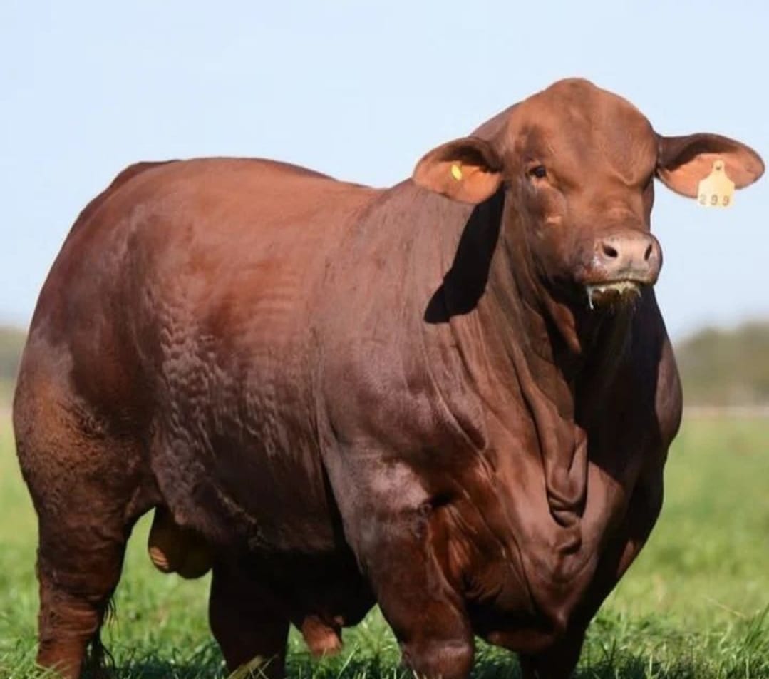 Cattle Pen fattening 101. A thread.. 1/ Cattle fattening is a lucrative ...