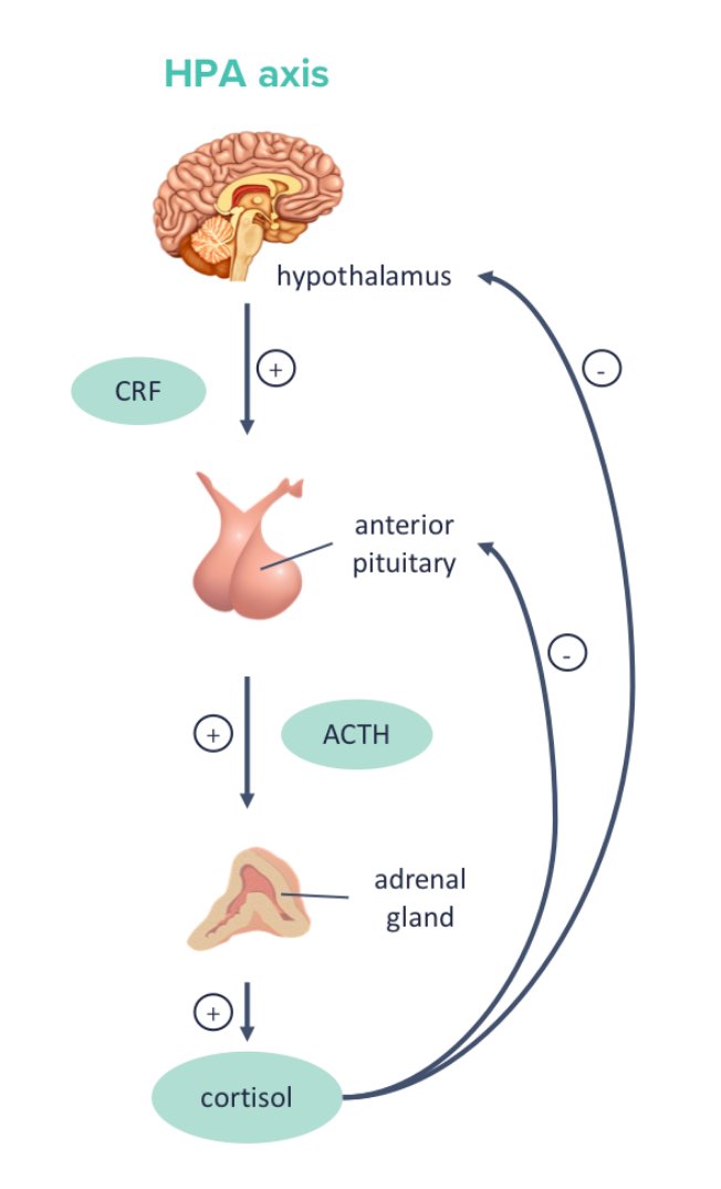 The body’s primary protector against any and all stress life can throw ...