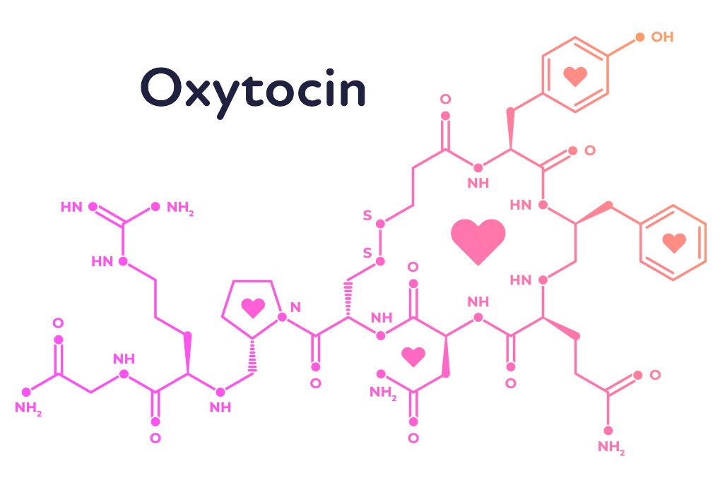 Oxytocin is known as the "love hormone." Here's why it's important and ...
