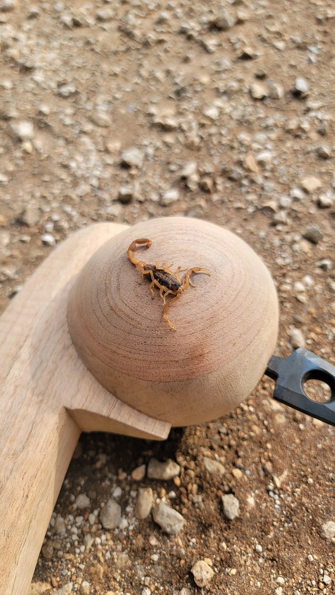 Evers Forge Works on Twitter: "Set the club down to work on another gunstock, just to come back ...