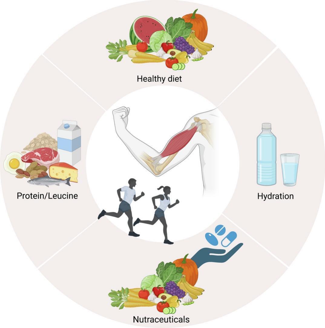 Christoph Burch on Twitter: "Diet for the prevention and management of sarcopenia https ...