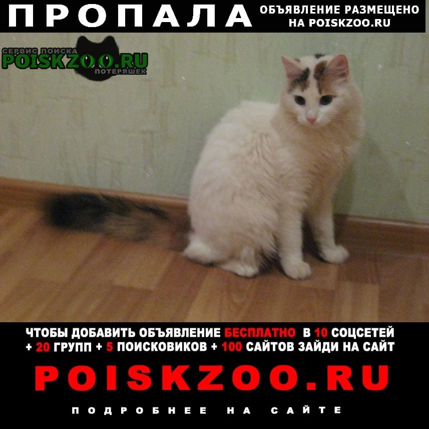 POISKZOO.RU™ on Twitter: "Пропала кошка Пушкин Подробнее по ссылке: https://poiskzoo.ru/172258 ...