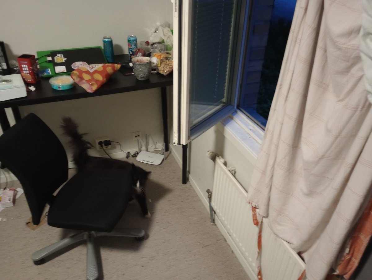 Borgar On Twitter A Cat Just Snuck Into My Room Through The Window🥺